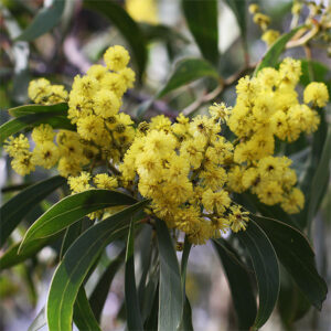 Wattle Hill – Skin + Soul